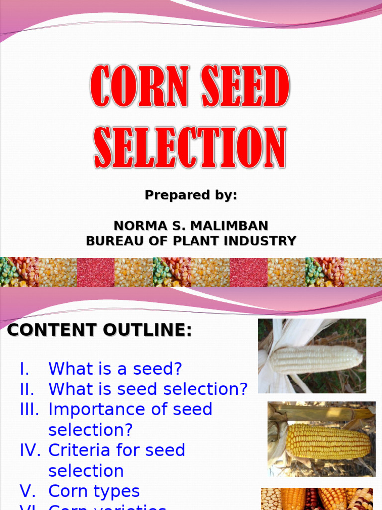 Corn Seed Selection | PDF | Popcorn | Maize