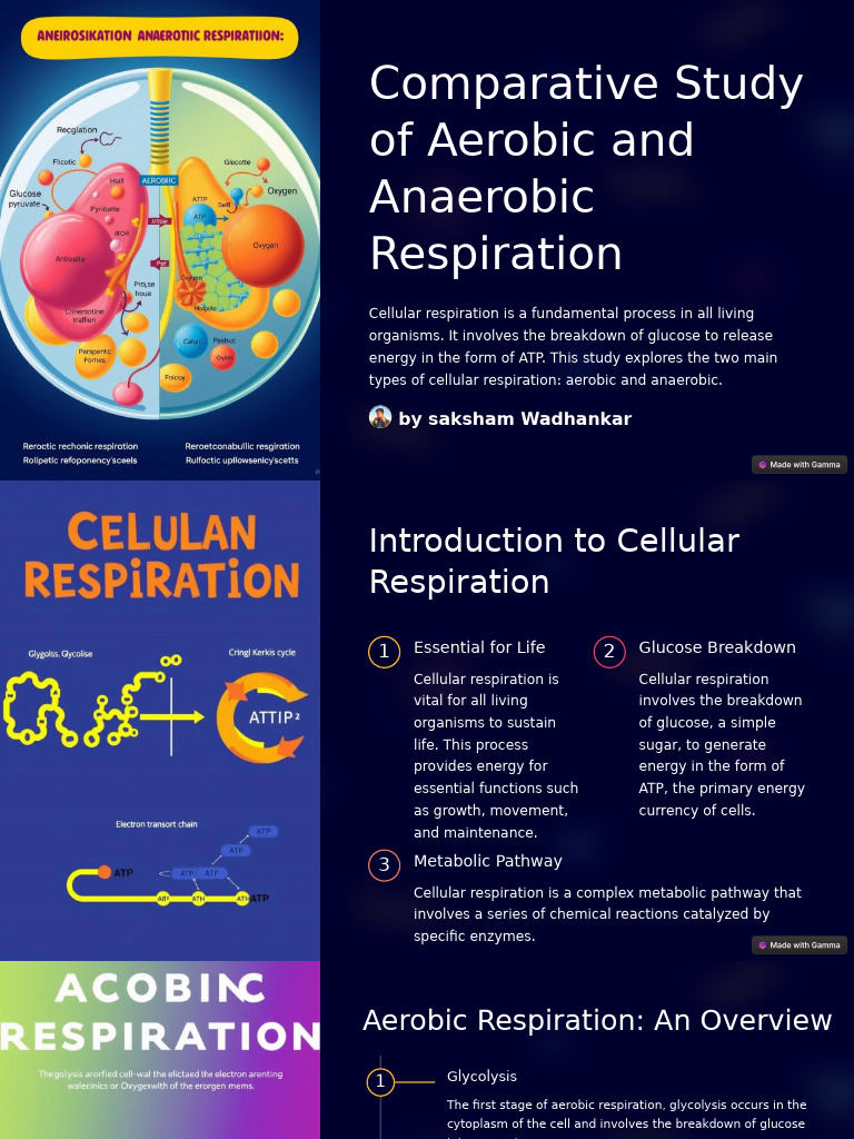 Aerobic vs Anaerobic Respiration Study | PDF | Cellular Respiration ...