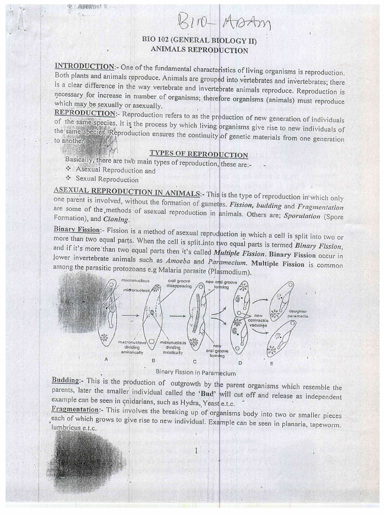 Bio 102 Animal Reproduction | PDF