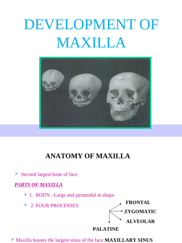 Growth and Development of Maxilla | PDF | Human Nose | Human Head And Neck