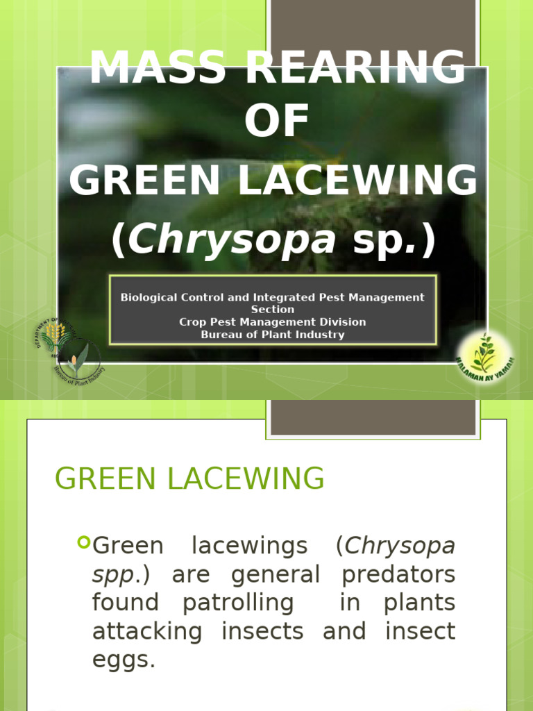 Lacewing | PDF | Pupa | Insects And Humans