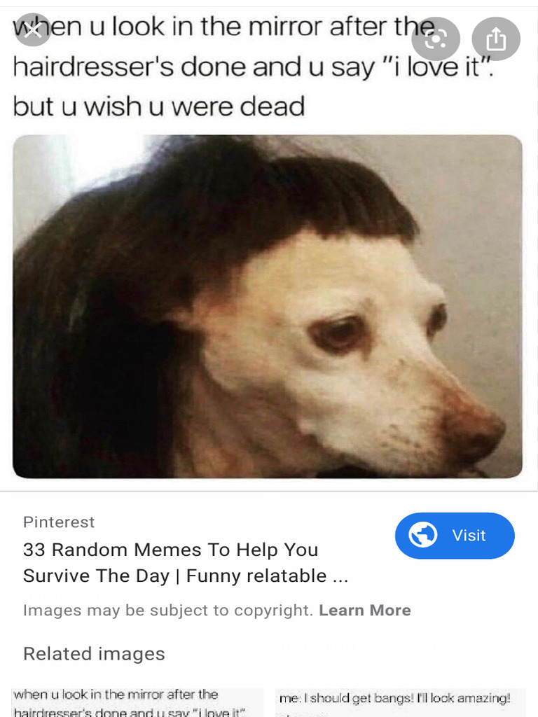 Hairdresser Dog Meme - Google Search | PDF