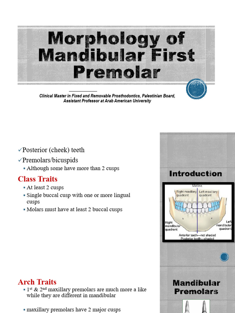 Lec#4 (Morphology of Mandibular First Premolar) | PDF | Tooth | Dental ...