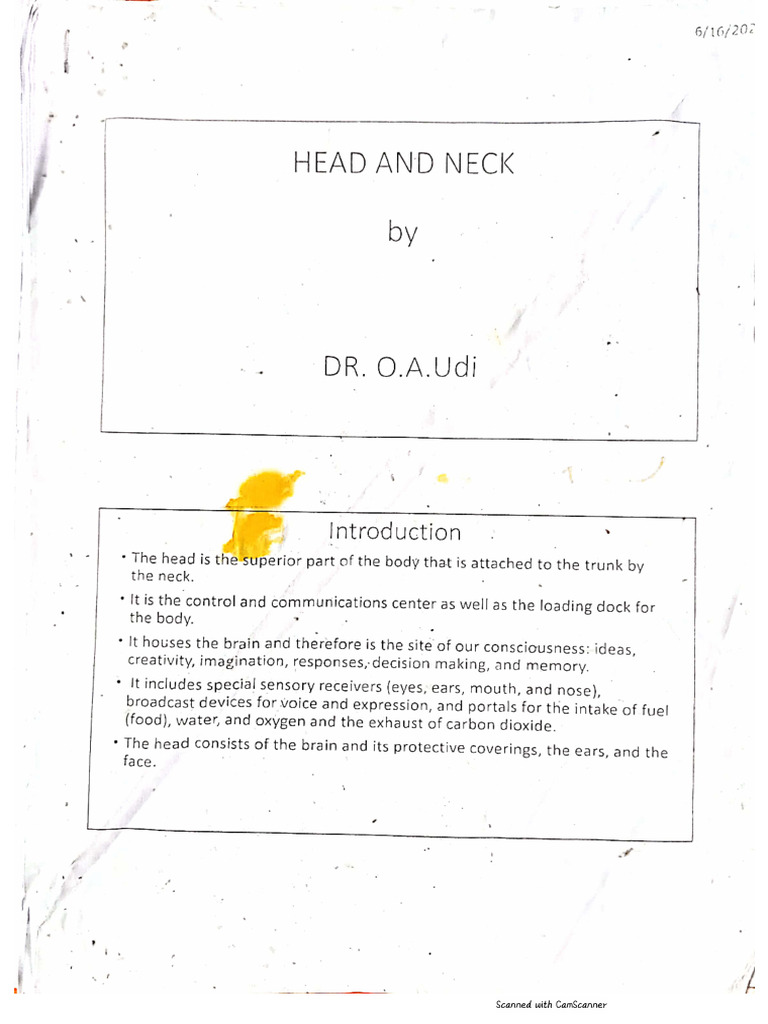 Head and Neck Ana | PDF
