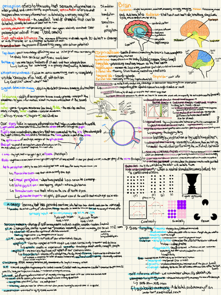 Psych 101 Notes 1.1 | PDF | Stimulus (Physiology) | Senses