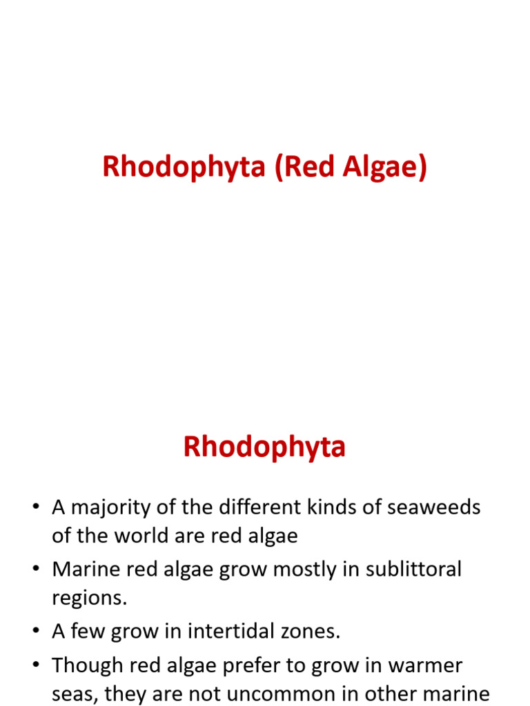 14 Rhodophyta (Red Algae) | PDF | Algae | Sperm