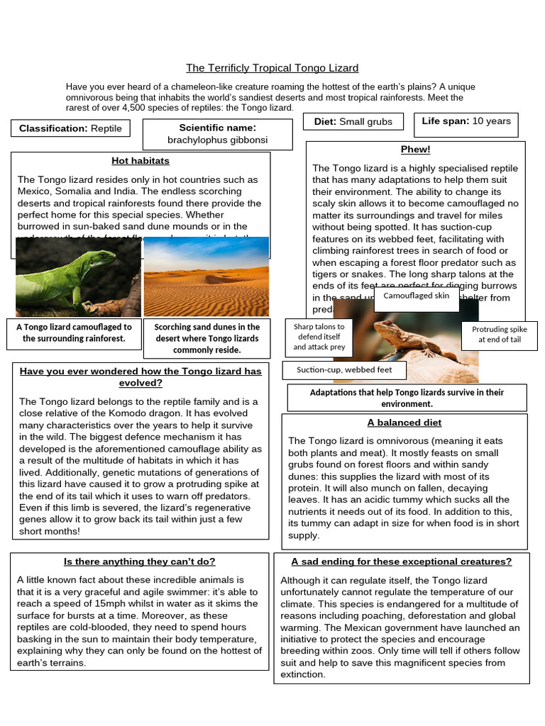 Non-Chronological Report WAGOLL | PDF | Lizard | Predation