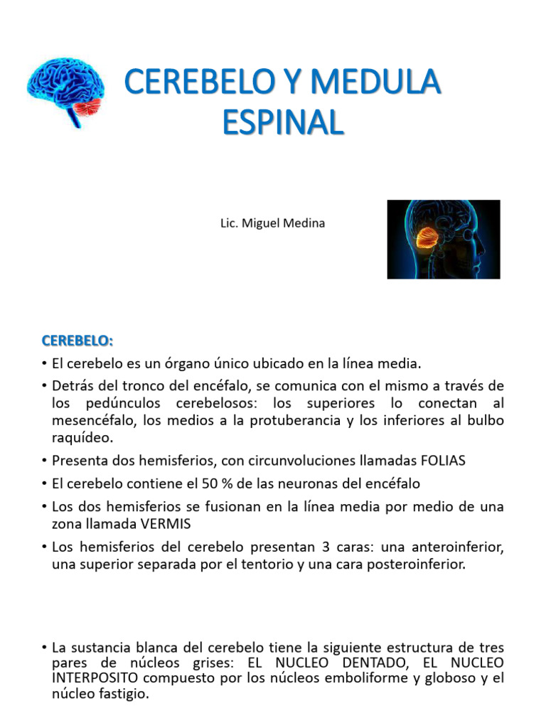 Estructura y Función del Cerebelo y Médula Espinal | PDF | Relaciones personales, crianza y ...