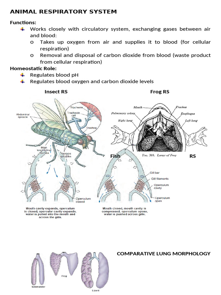 Animal Respiratory System | PDF | Respiratory System | Exhalation