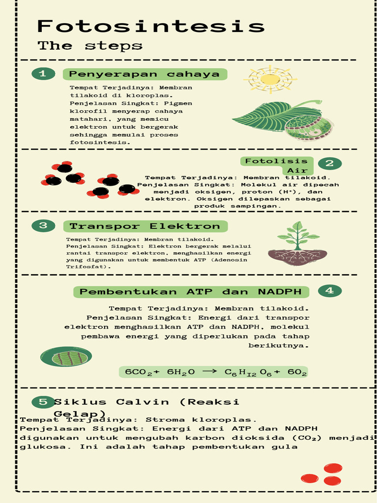 Green Illustrative Photosynthesis Infographic | PDF