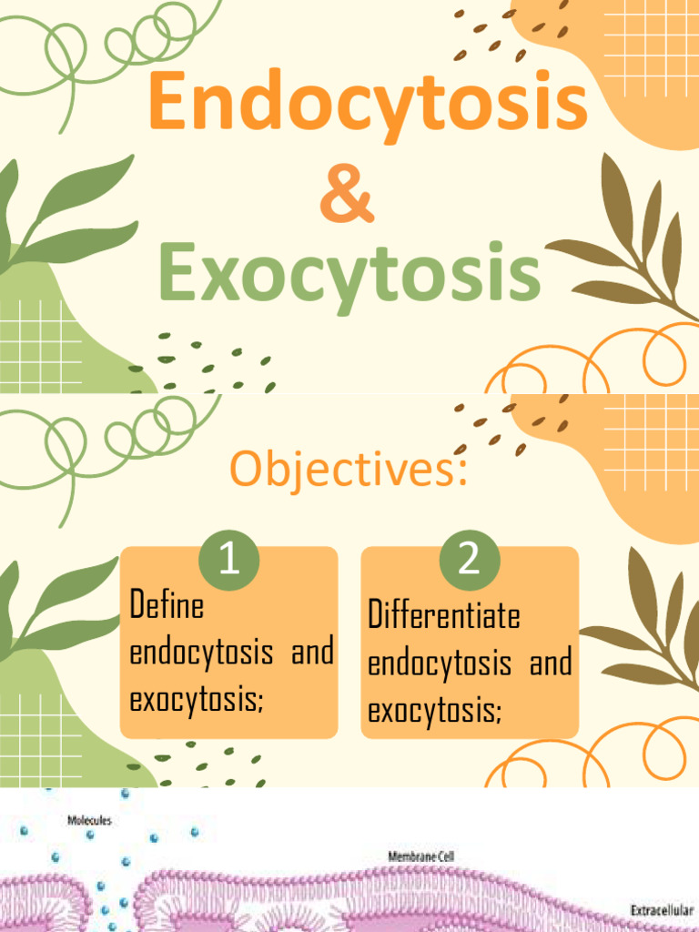 Endocytosis vs Exocytosis Explained | PDF | Vesicle (Biology And ...