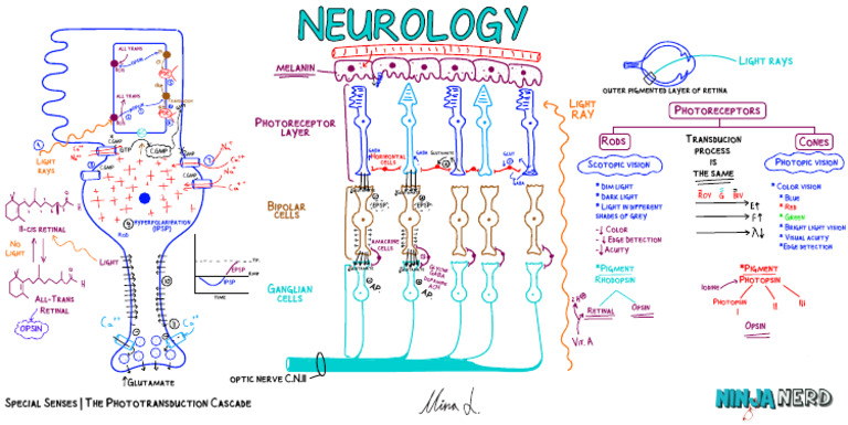 Sketch | PDF | Retina | Ophthalmology