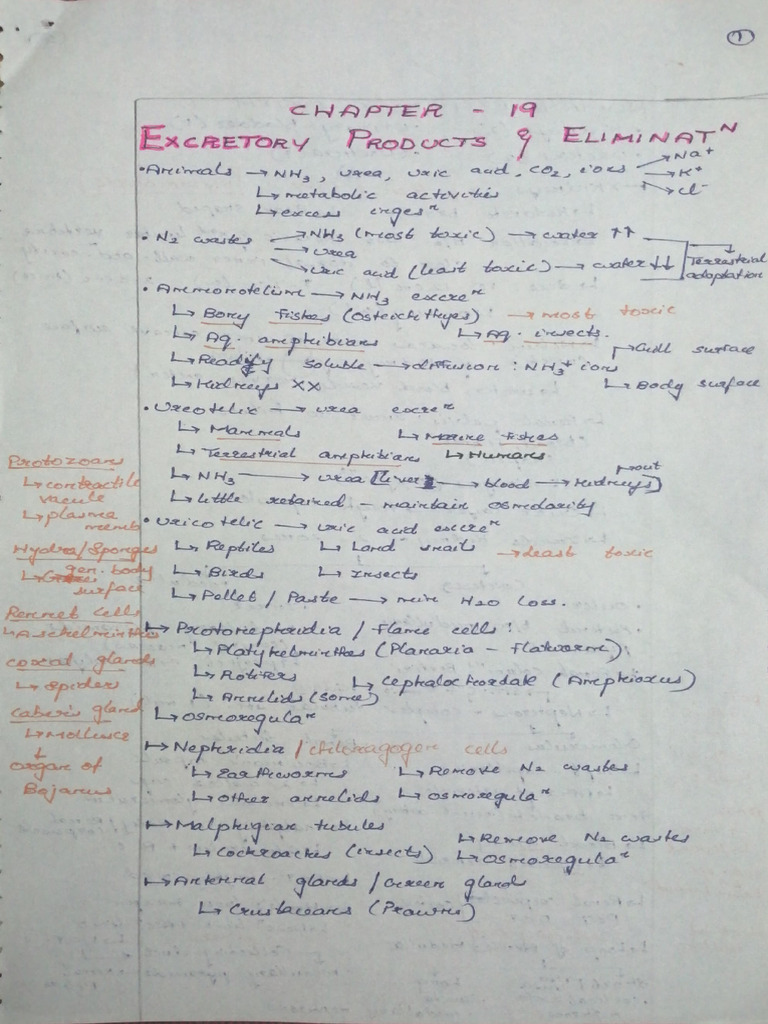 Excretory Pdts PDF | PDF
