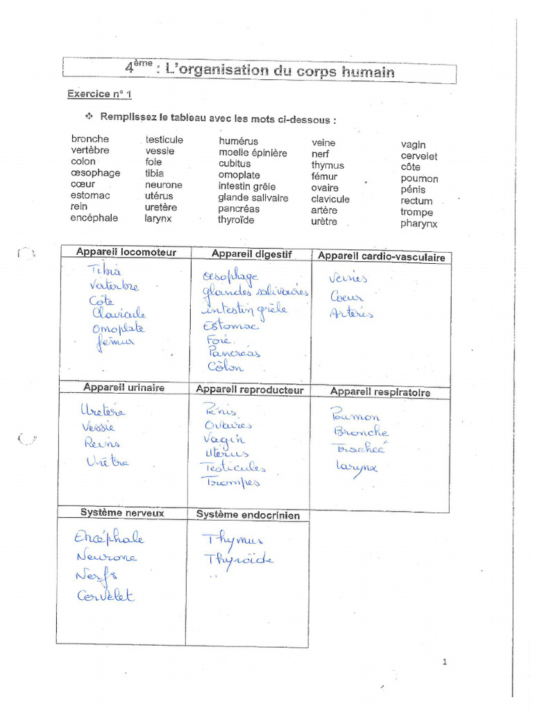Reponses Exercice Lorganisation Du Corps Humain | PDF