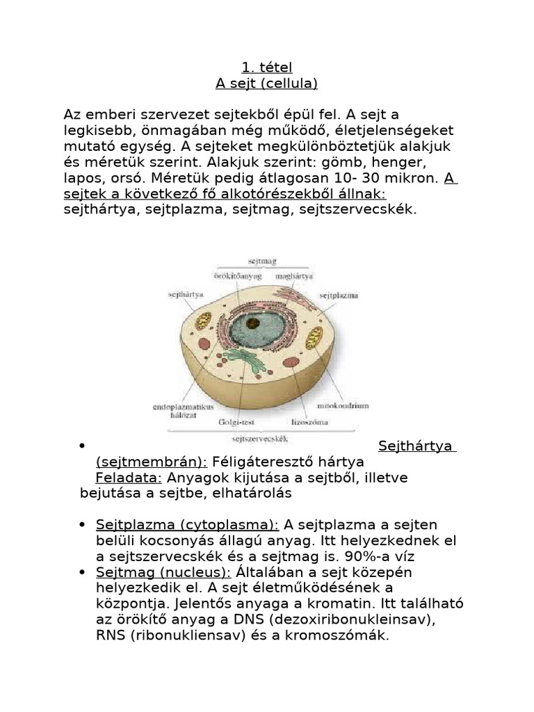 1.tétel - Sejt | PDF