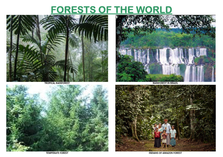 Forests of The World | PDF