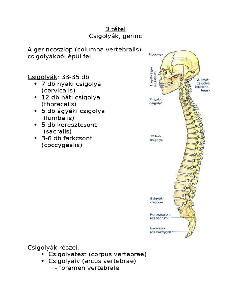 9.tétel - Csigolyák, Gerinc | PDF