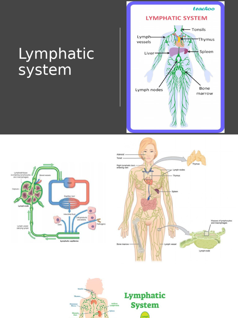 Lymphatic System | PDF