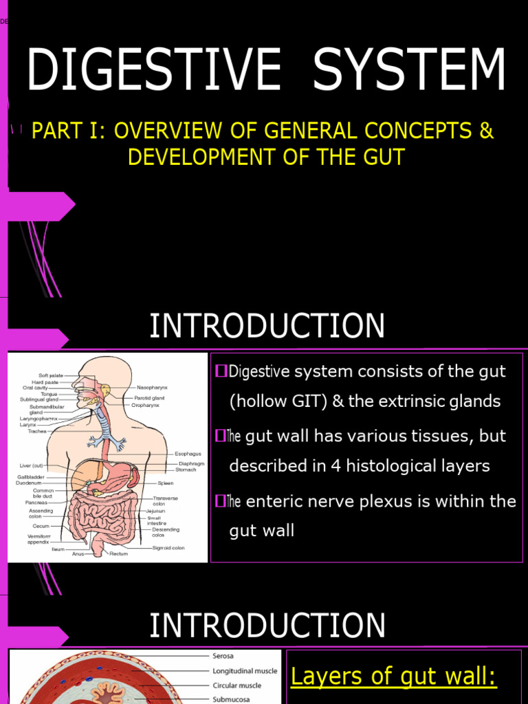 Embryological Develpoment of The Gut | PDF | Gastrointestinal Tract ...