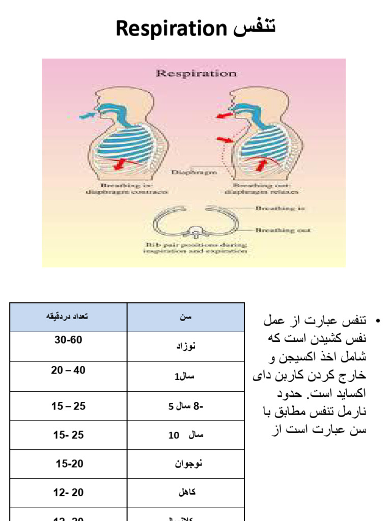 Respiration | PDF