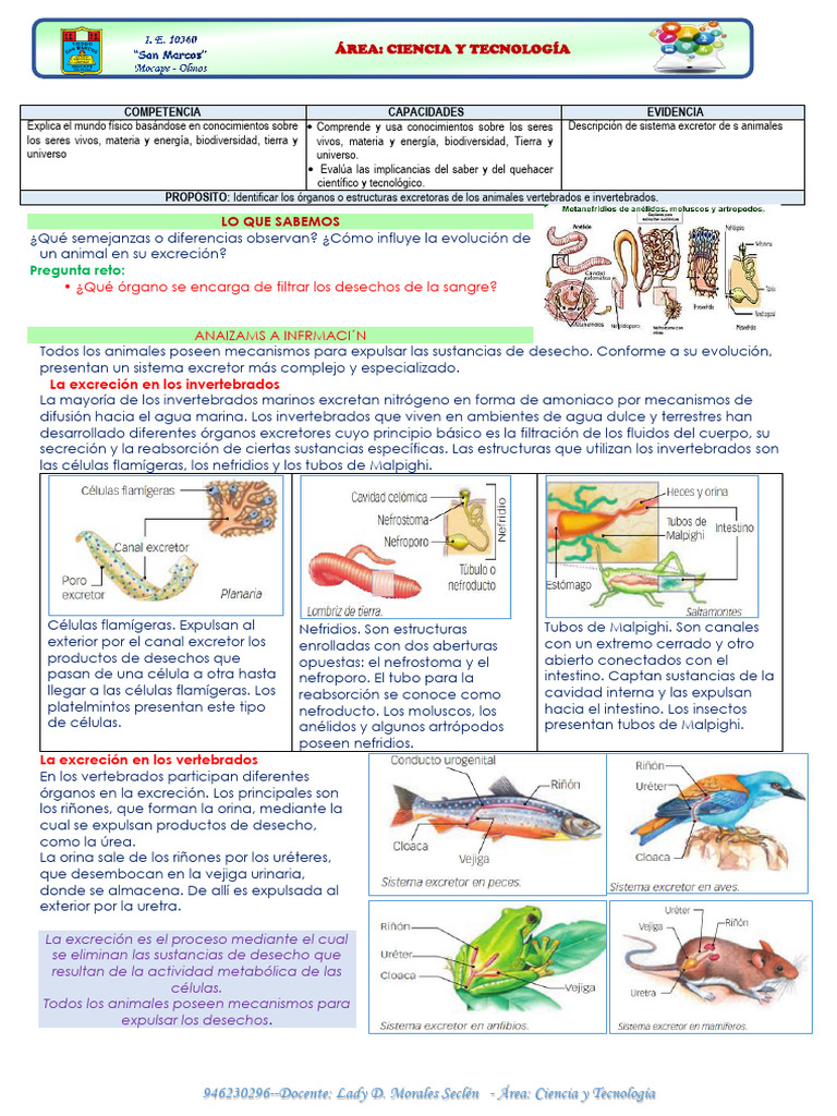CT2°-FICH01-U6-IVBIM - Excreción | PDF | Excreción | Sistema urinario