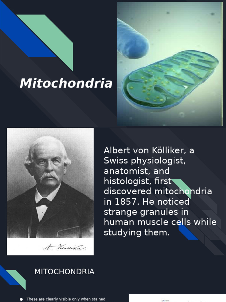 Mitochondria | PDF