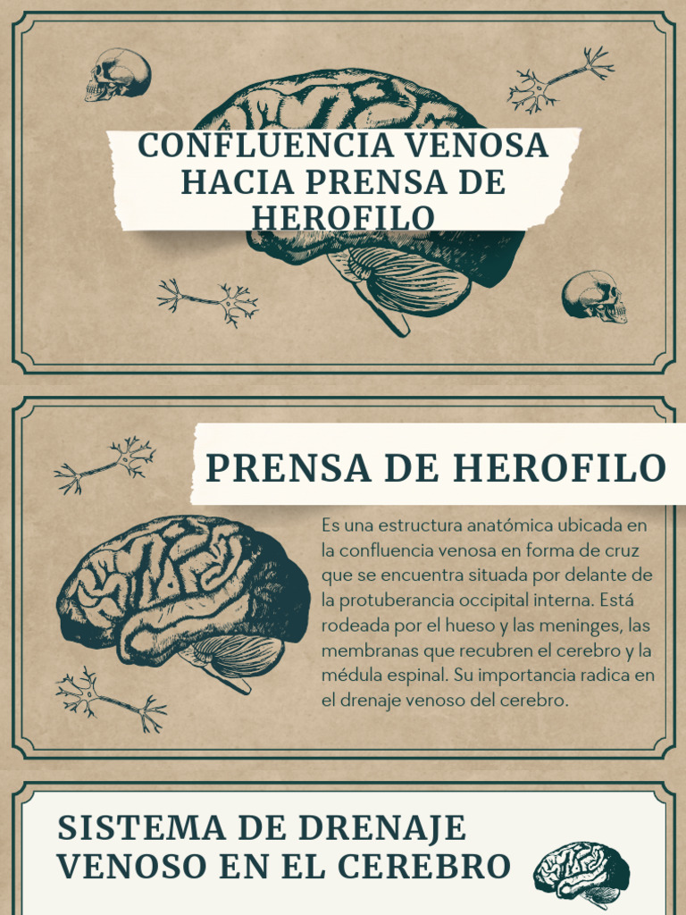 Prensa de Herofilo | PDF | Cerebro | Vena