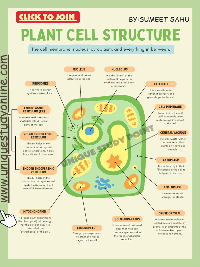 Usp - Plant Cell Structure - 20241006 - 213729 - 0000 | PDF | Endoplasmic Reticulum | Biology