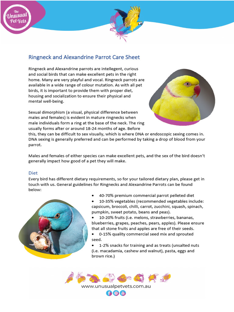 Ringneck and Alexandrine Parrot Care Sheet | PDF | Birds | Parrot