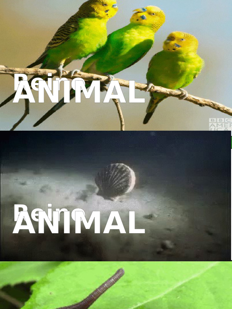 Reino Animal TEMPLATE | PDF | Moluscos | Insetos