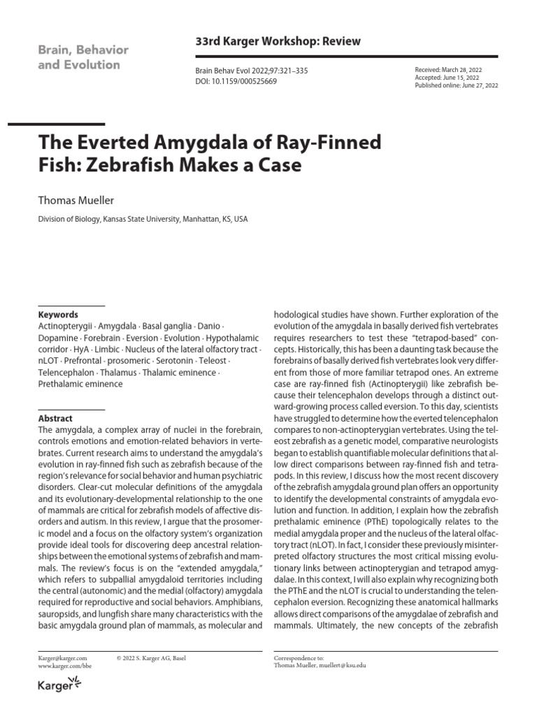 Mueller 2022 The Everted Amygdala of Ray-Finned Fish - Zebrafish Makes ...
