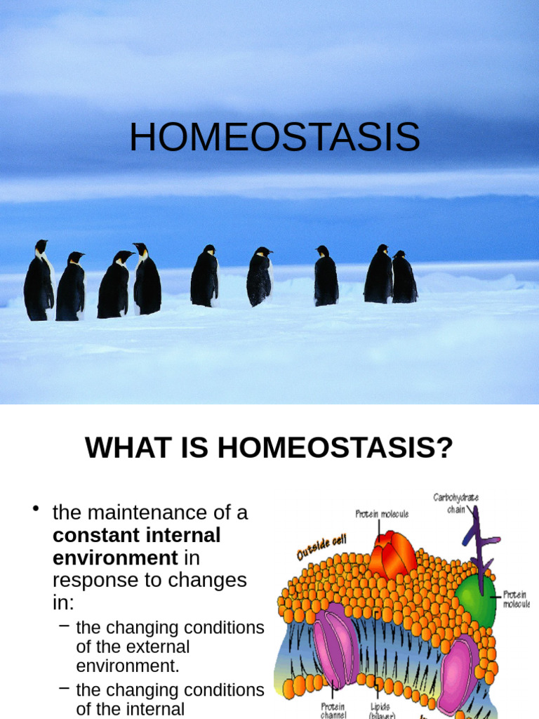 Homeostasis Feedback Mechanisms | PDF | Homeostasis | Feedback