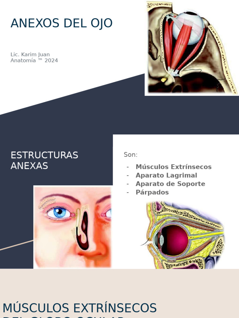 Anexos Del Ojo | PDF | Ojo humano | Sistema nervioso