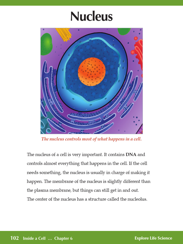 Nucleus and DNA Structure Explained | PDF | Science & Mathematics
