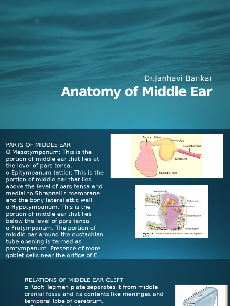 Anatomy of Middle Ear | PDF | Ear | Human Anatomy