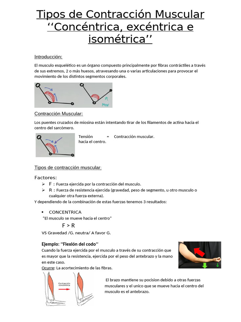Tipos de Contracción Muscular: Concéntrica, Excéntrica e Isométrica ...