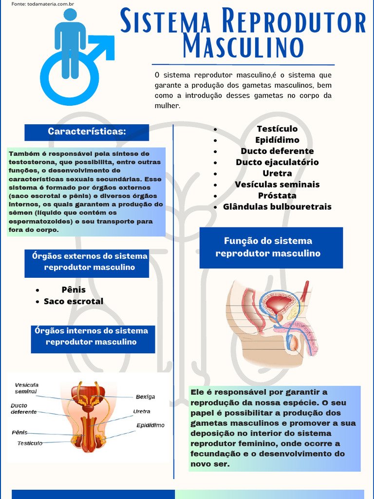 Sist - Reprodutor Masculino | PDF