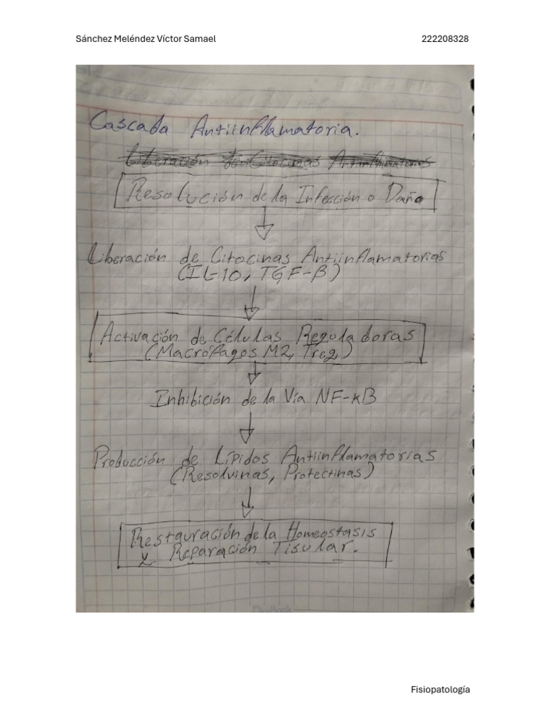 Cascada de Activación Antiinflamatoria (Tarea) | PDF