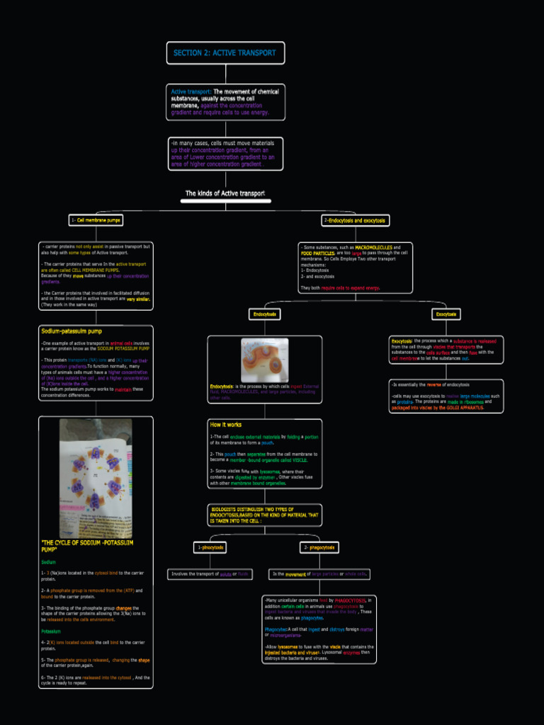 Mind Map - 202372 - 212430 | PDF | Cell Membrane | Cell (Biology)