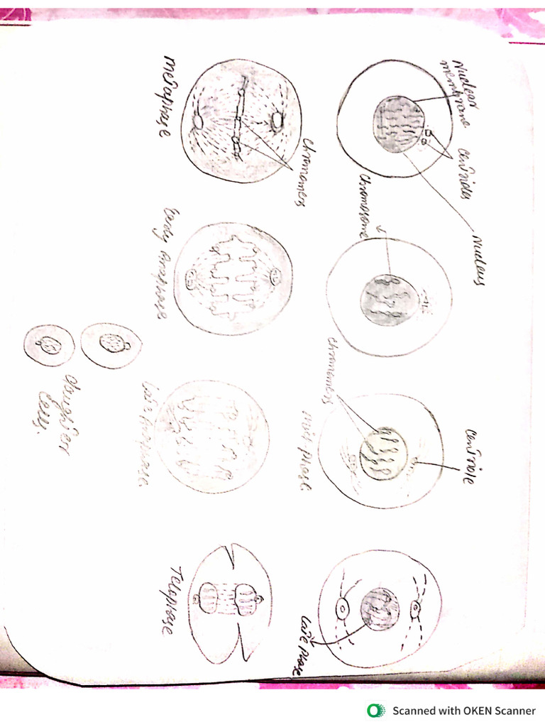 12 Zoology Practical | PDF