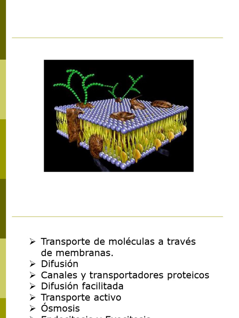 T3 - Transporte A Través de La Membrana Celular | PDF | Membrana celular | Ósmosis