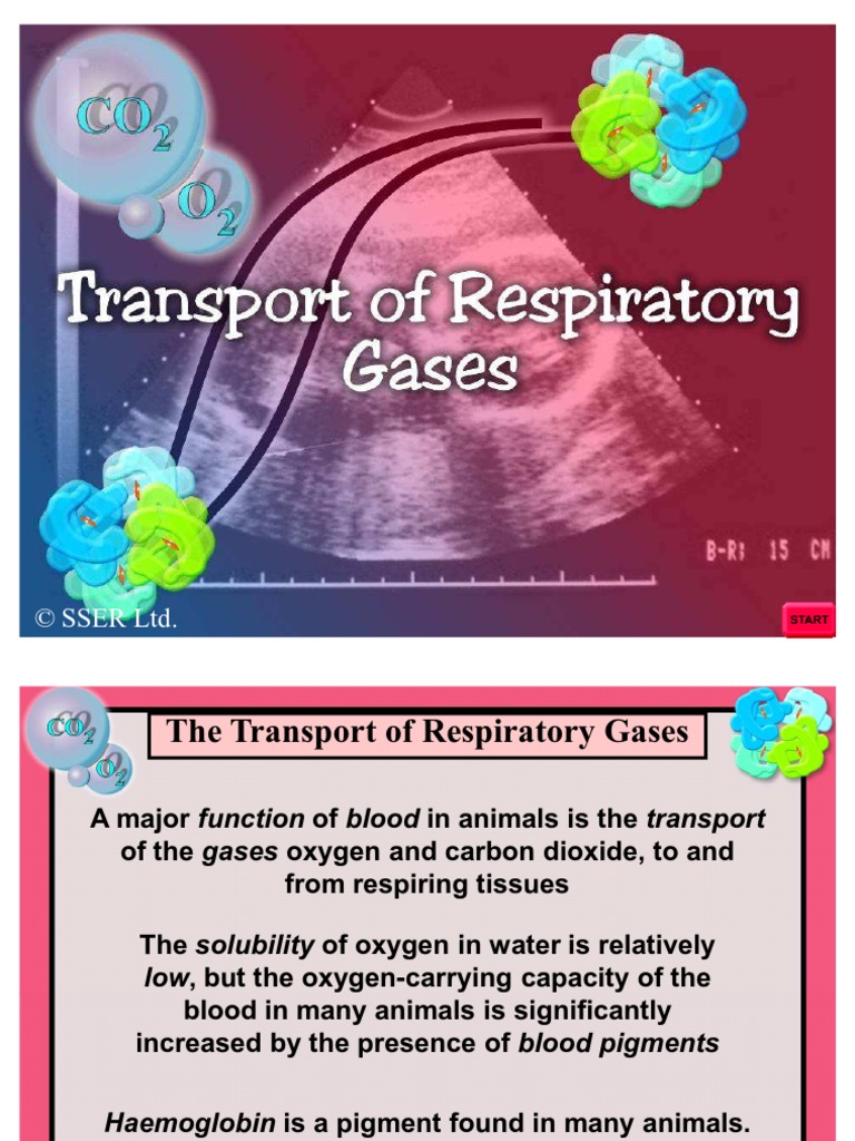 Transport of Respiratory Gases | PDF | Hemoglobin | Carbon Dioxide