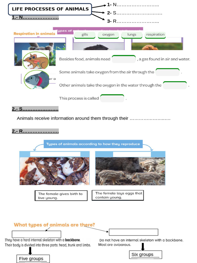 Animal Life Processes and Anatomy | PDF