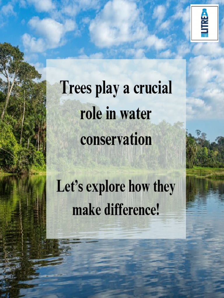 Trees Are Crucial For Water Conservation Heres How They Make A ...