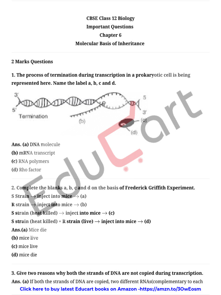 2 Marks (Molecular Basis of Inheritance) | PDF | Translation (Biology) | Genetic Code