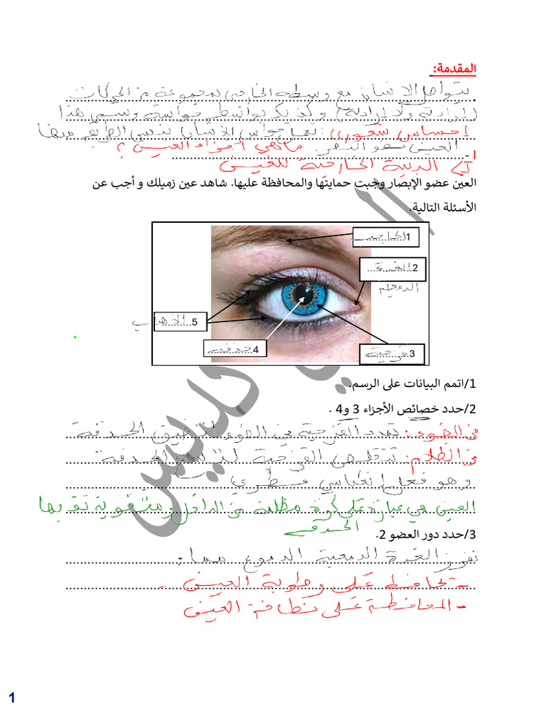 العين و الابصار Cours Vend | PDF