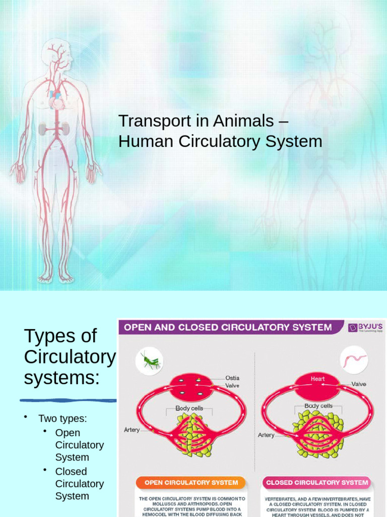 Transport in Animals - Circulartory System | PDF | Heart | Heart Valve