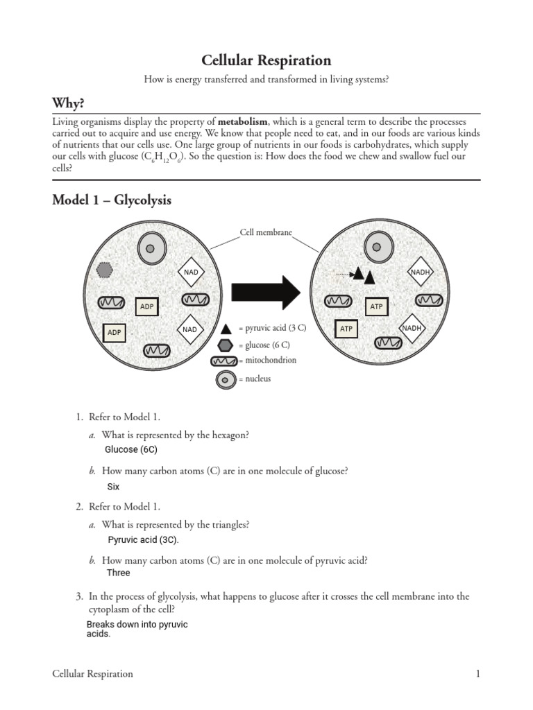 POGIL - Cellular Respiration | PDF | Cellular Respiration | Glycolysis