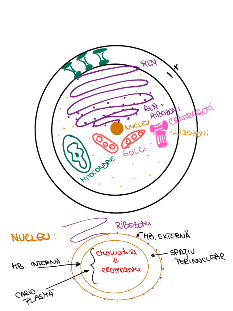 Celula Schema | PDF