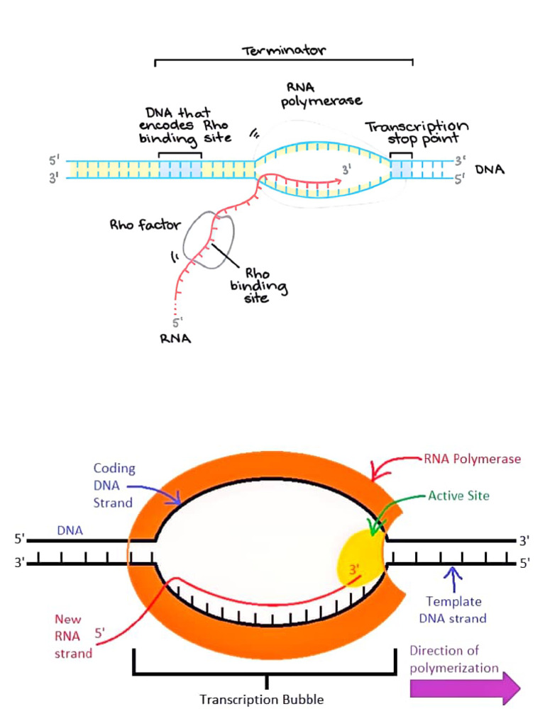Class 12 Biology Diagram Guide | PDF